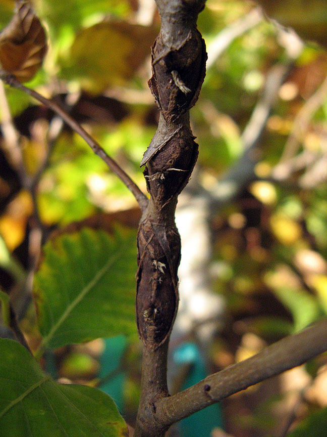 Cicada Damage On Bonsai | Michael Hagedorn