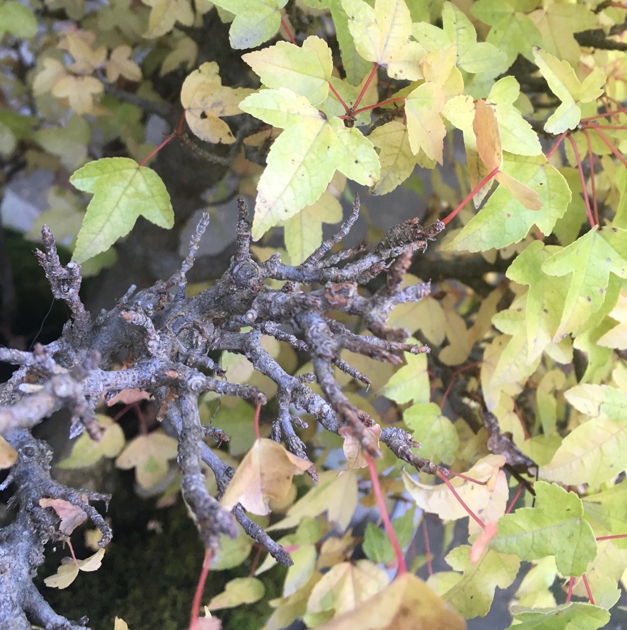 Fall is a Good Time to See Weak Branches | Michael Hagedorn