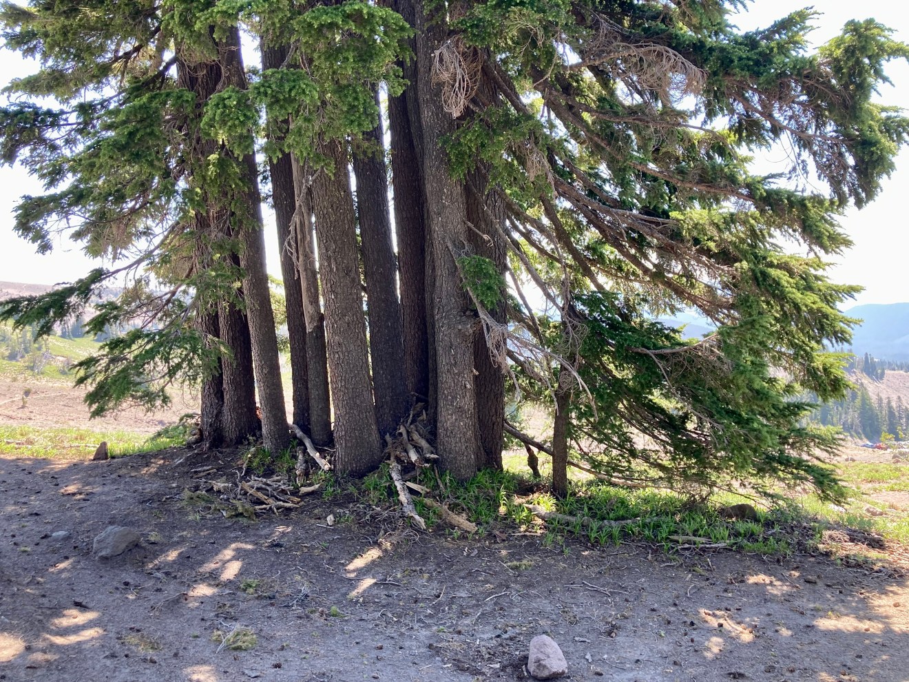 Multiple-Tree Inspiration: Hemlock | Michael Hagedorn