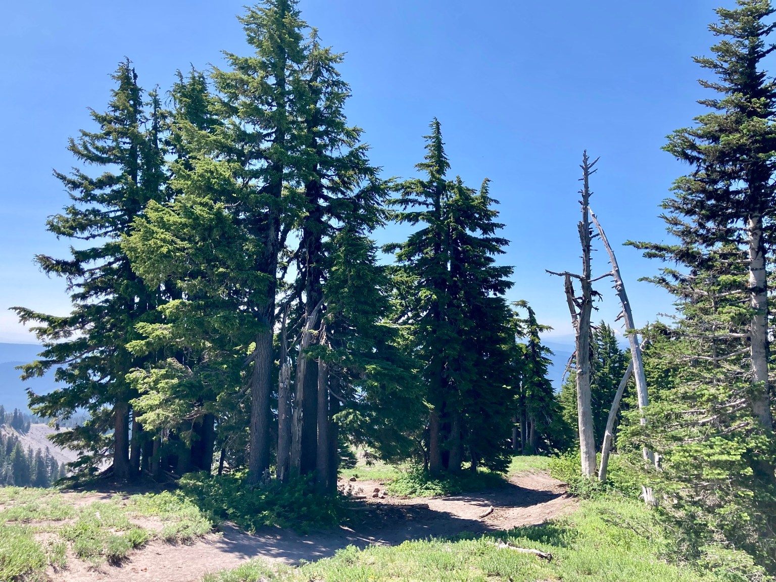 Multiple-Tree Inspiration: Hemlock | Michael Hagedorn