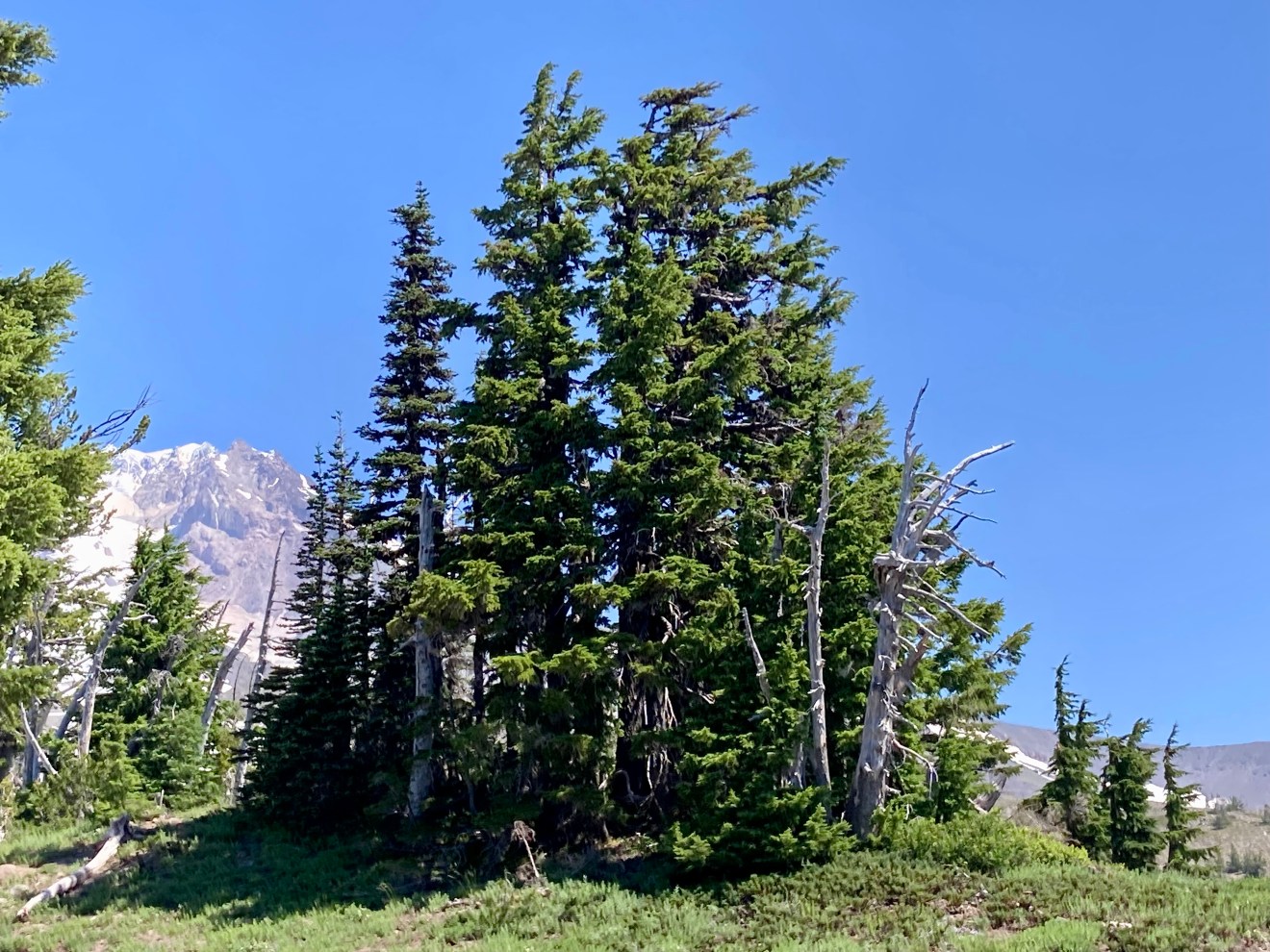 Multiple-Tree Inspiration: Hemlock | Michael Hagedorn