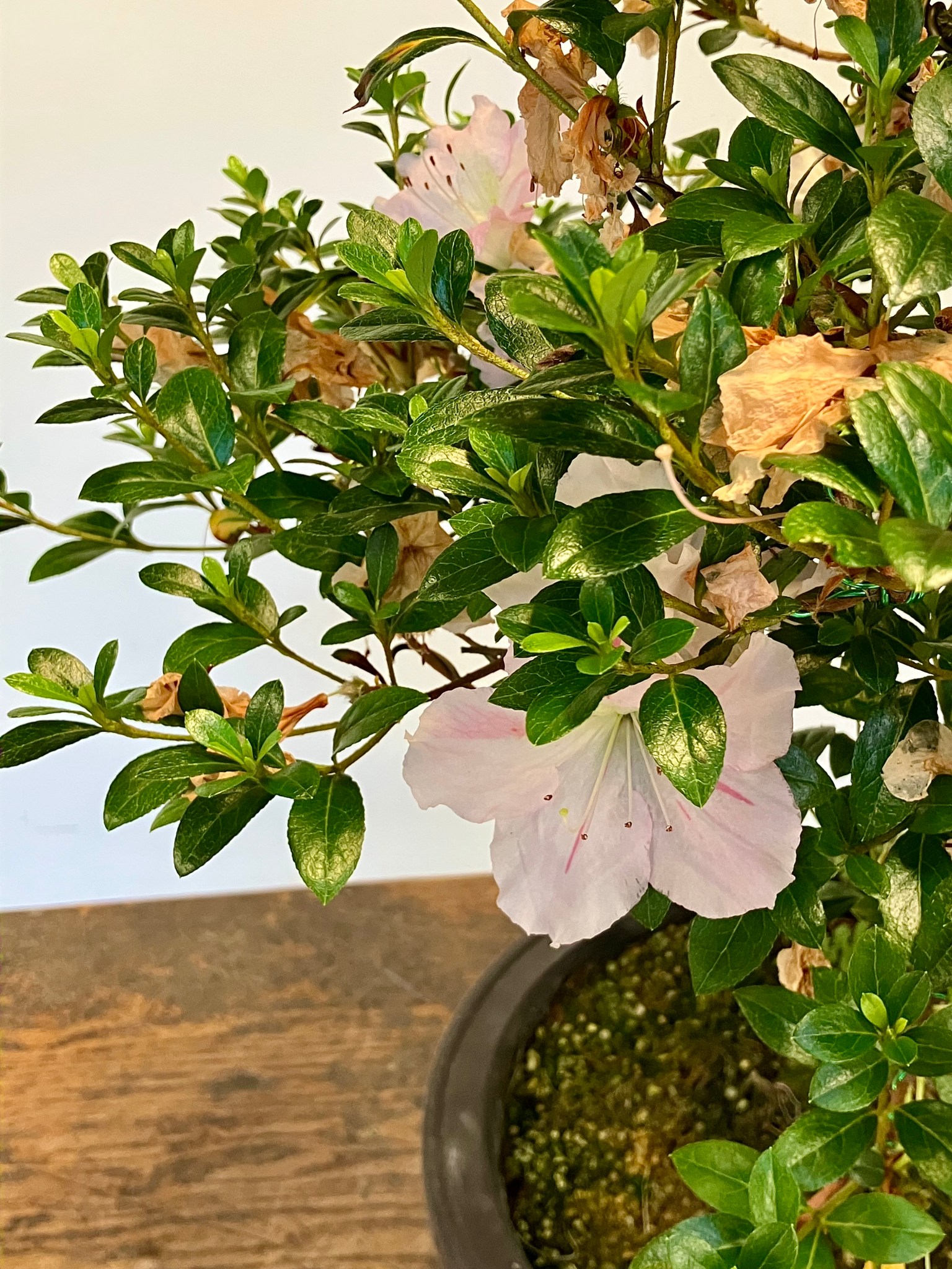 Satsuki Azalea Early Summer Work: Fishtail | Michael Hagedorn
