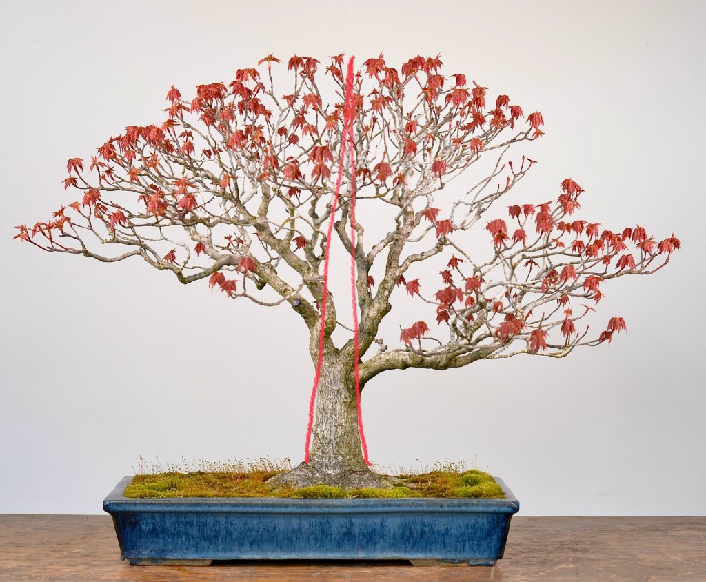 How To Decide The Height Of A Bonsai | Michael Hagedorn