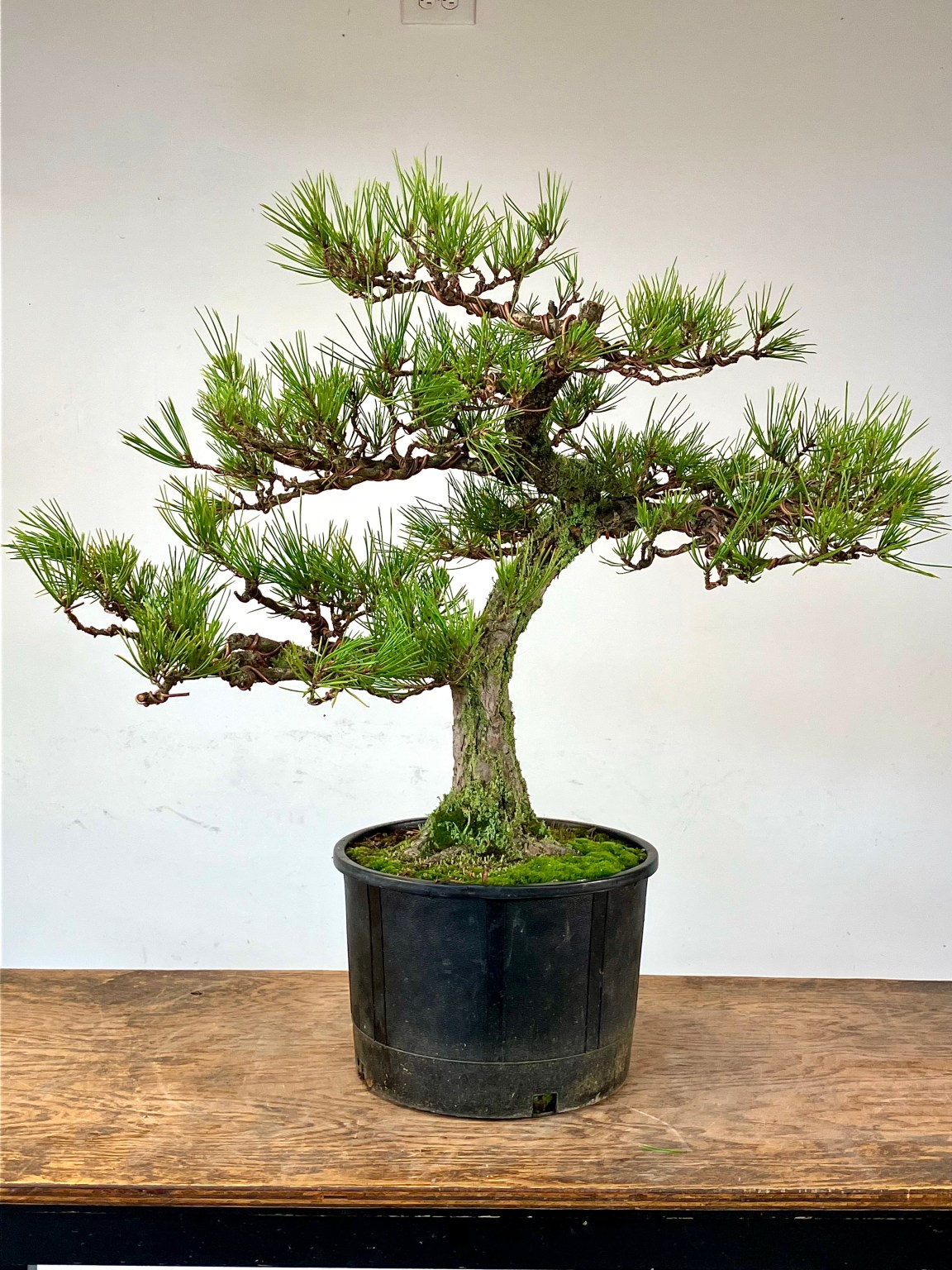 Japanese Black Pine Styling | Michael Hagedorn