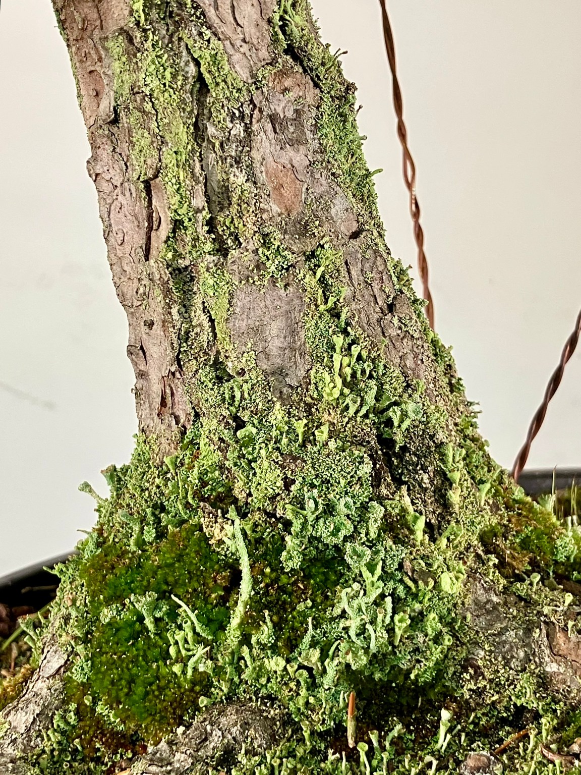 Japanese Black Pine Styling | Michael Hagedorn