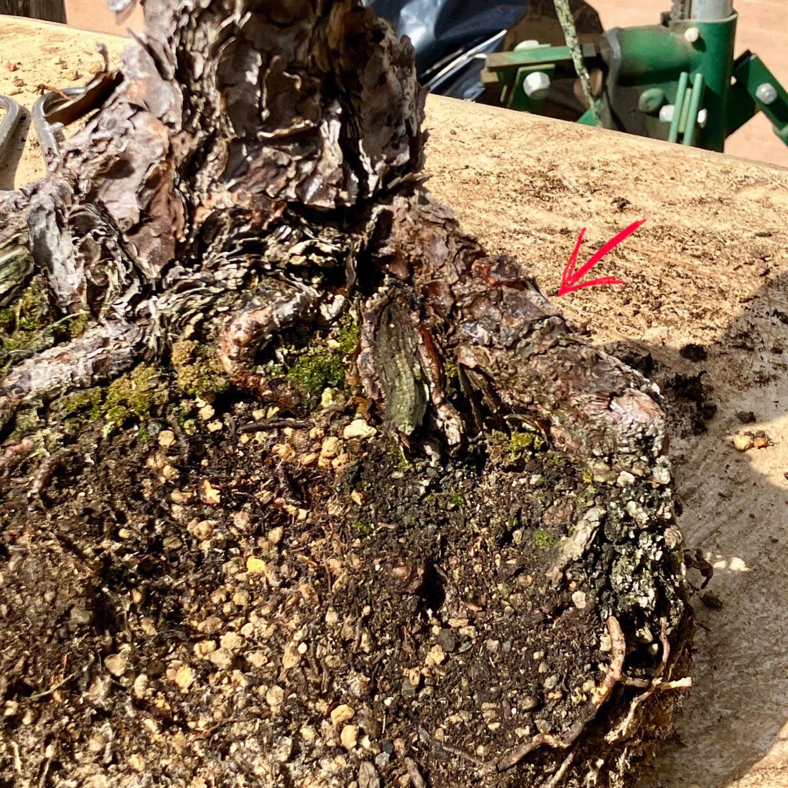Repotting Situations, With Notes | Michael Hagedorn