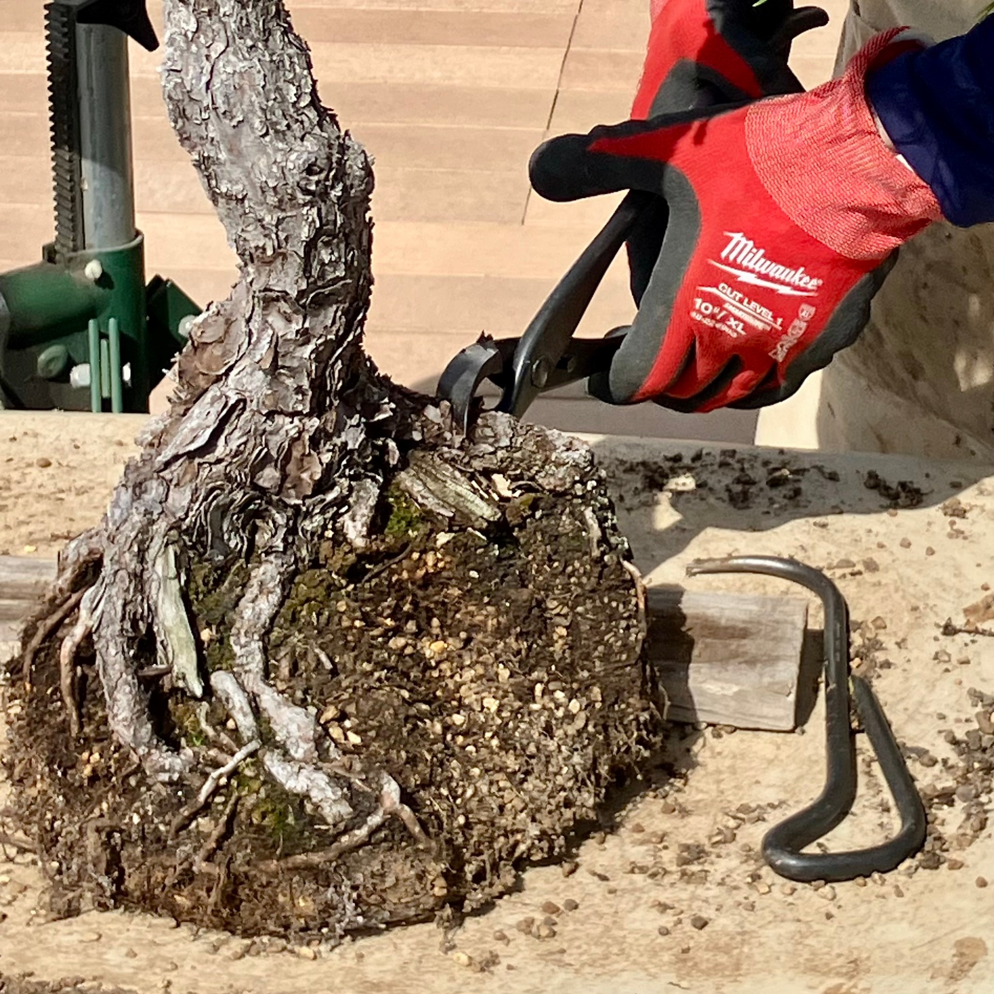Repotting Situations, With Notes | Michael Hagedorn